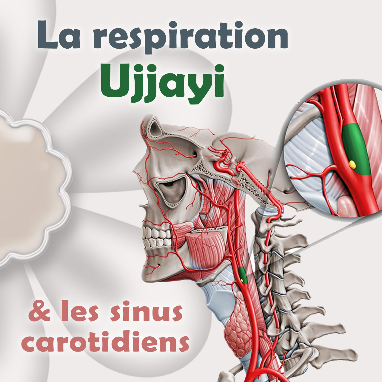 La respiration Ujjayi (action parasympathique) – Yoga Ekongkar
